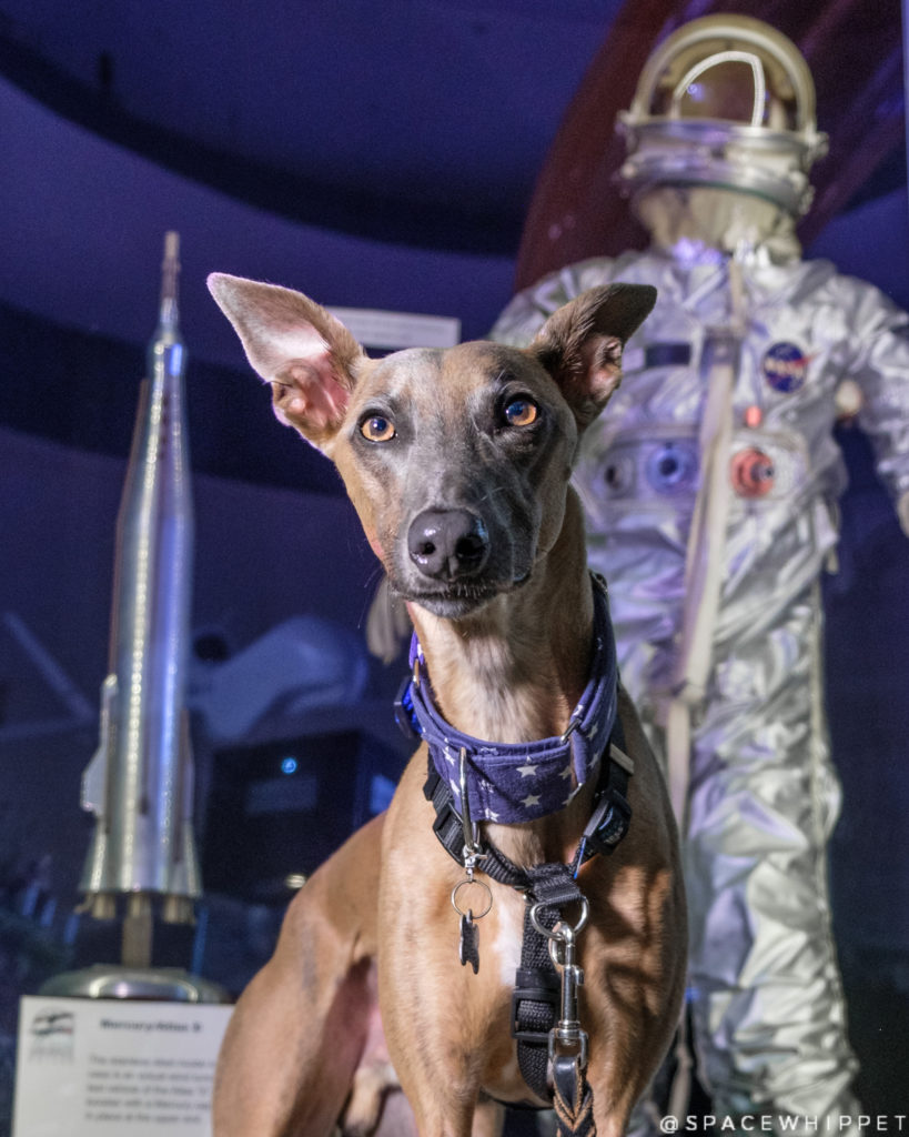 Gemini X - spacewhippet