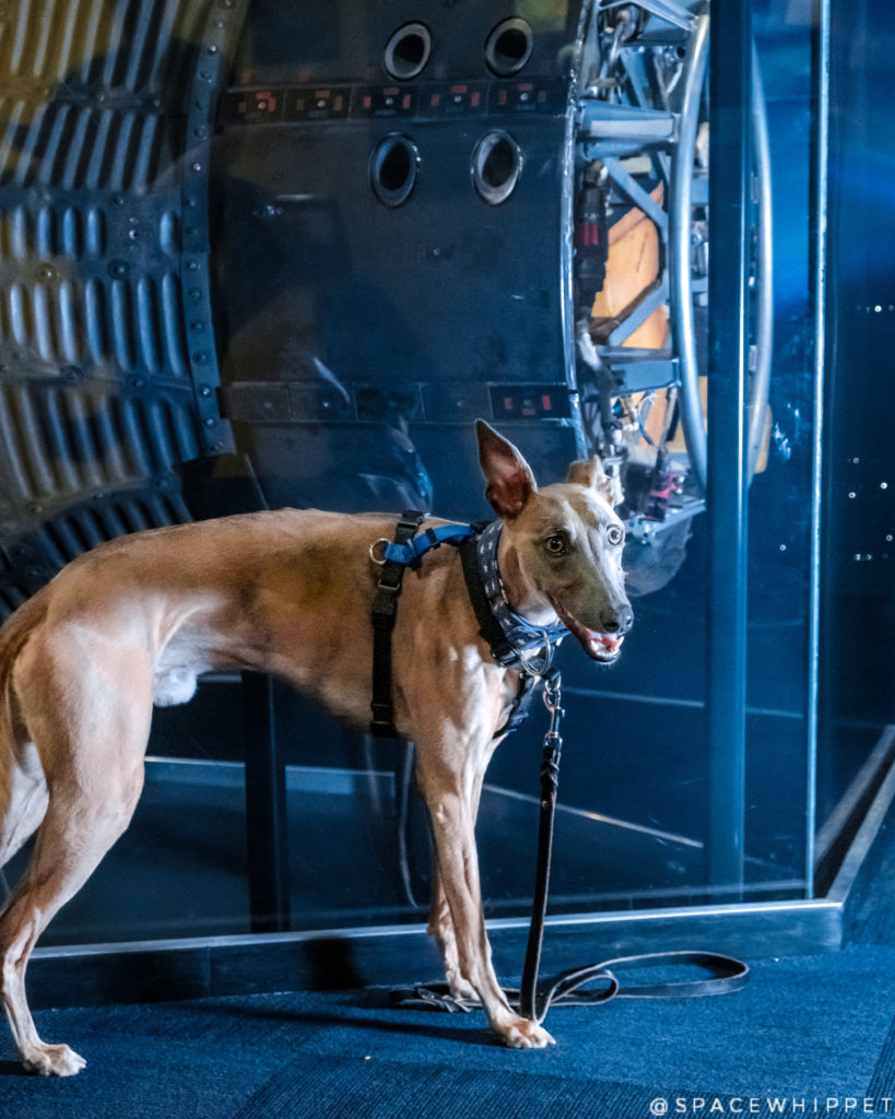 Gemini XII - spacewhippet