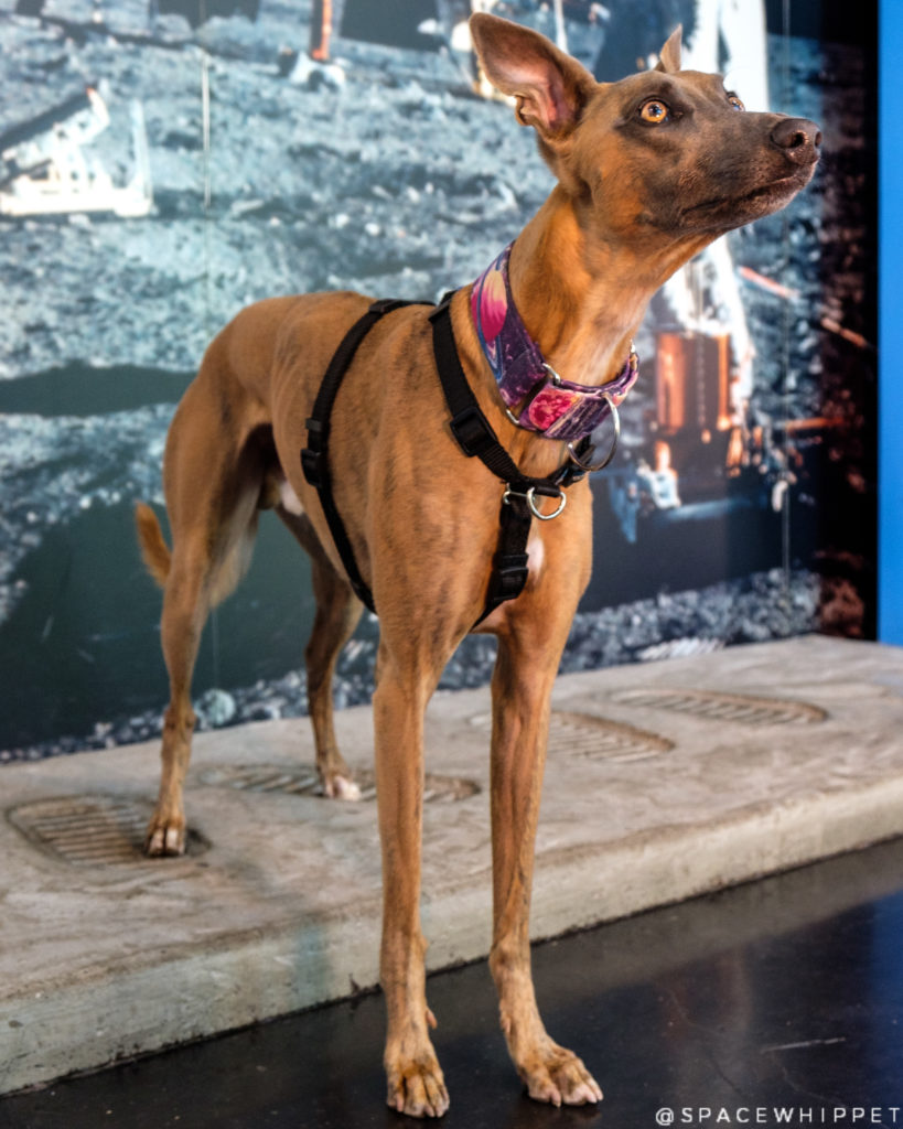 Gemini IX prime - spacewhippet
