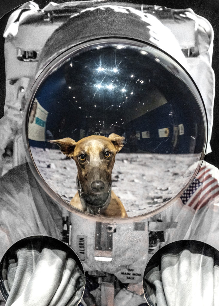 Ground Control to Major Dog - spacewhippet