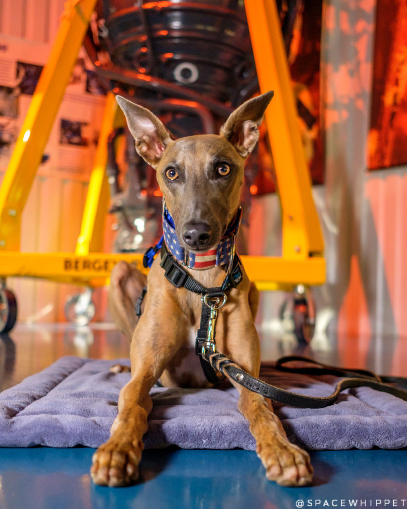 The V2 Rocket - spacewhippet