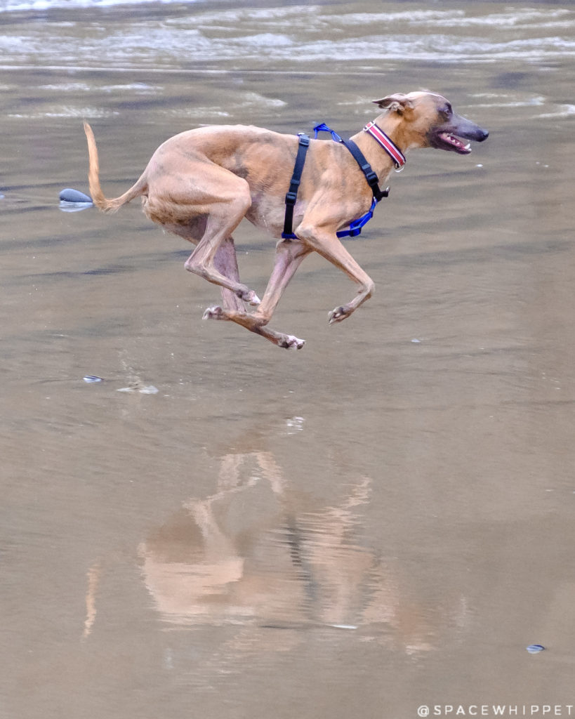 A Closer Look at the Gallop - spacewhippet