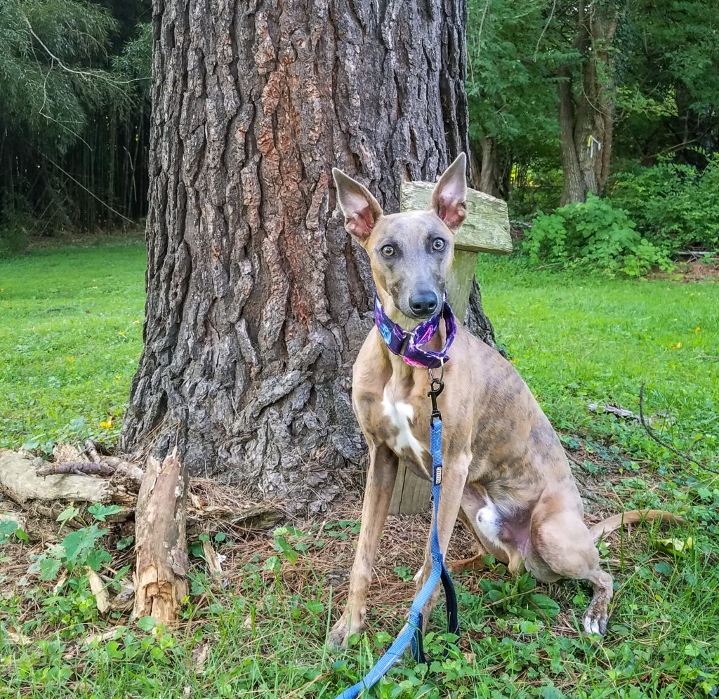 Bethesda, Maryland Moon Tree - spacewhippet
