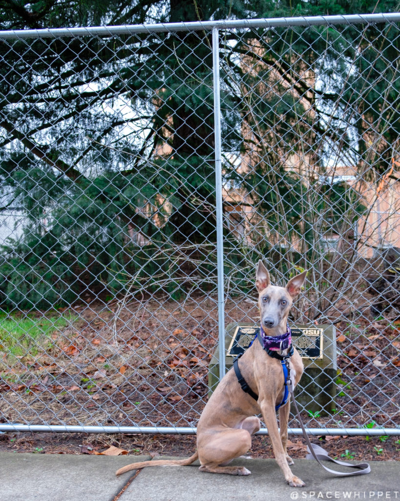 Corvallis, Oregon Moon Tree - spacewhippet