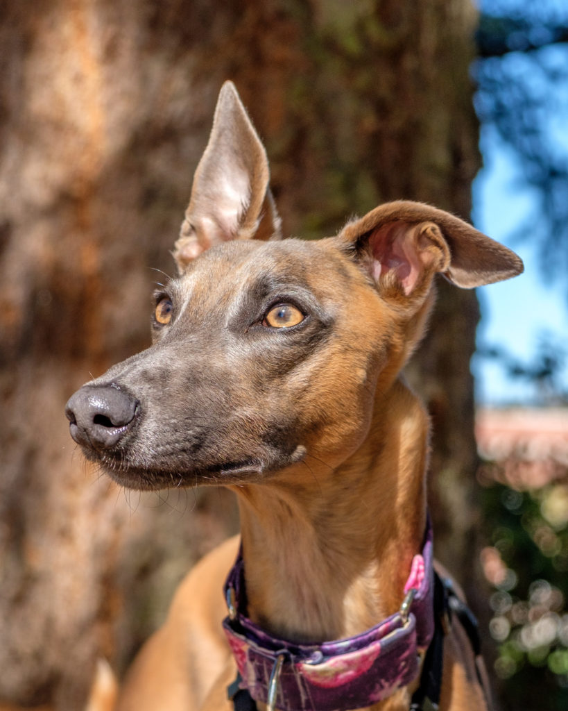 Roseburg, Oregon Moon Tree - spacewhippet